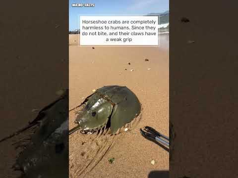 Horseshoe crab microfacts