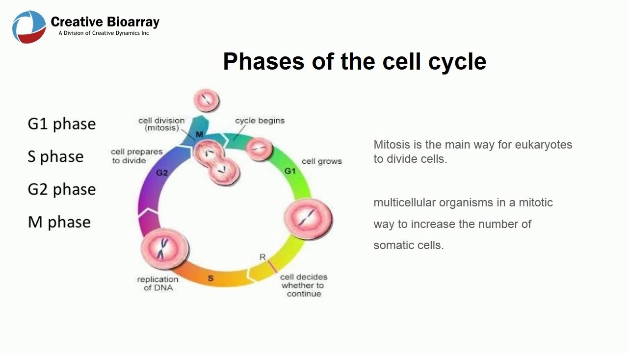 cell proliferation assay services
