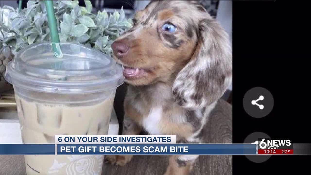 Pet gift becomes scam bite for Omaha man