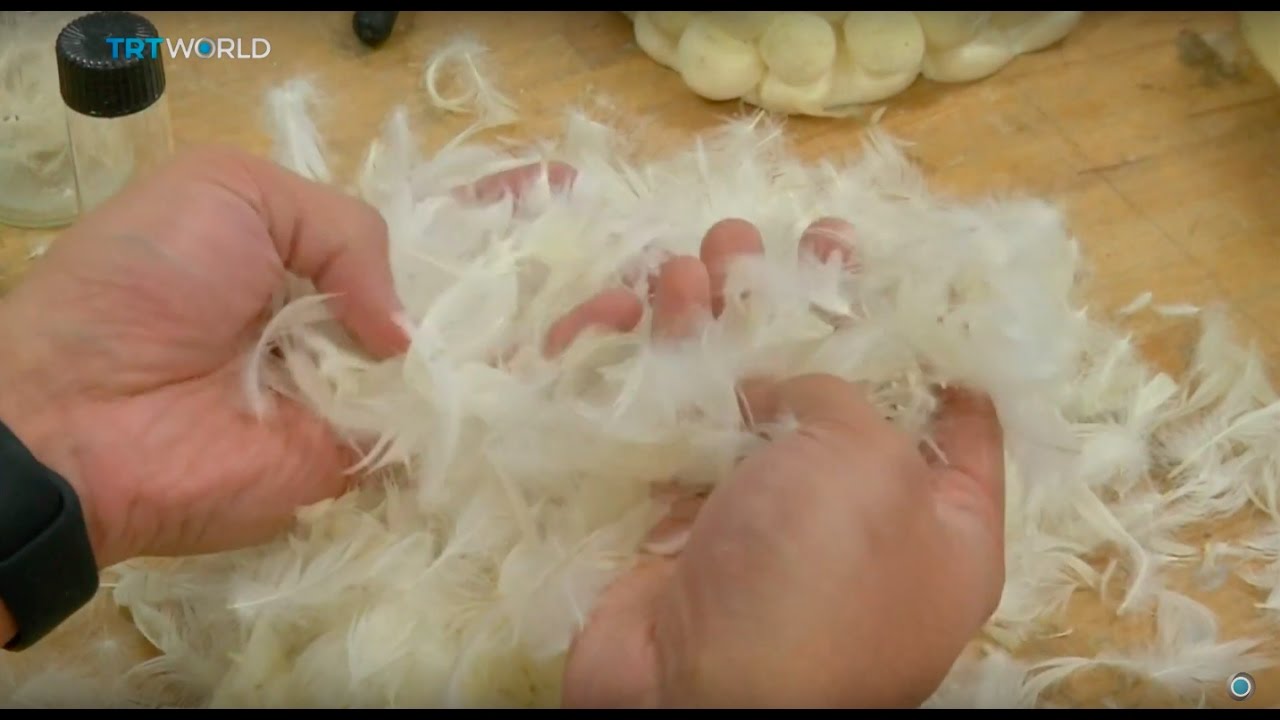 Feather Insulation: Scientists use chicken feathers for insulation