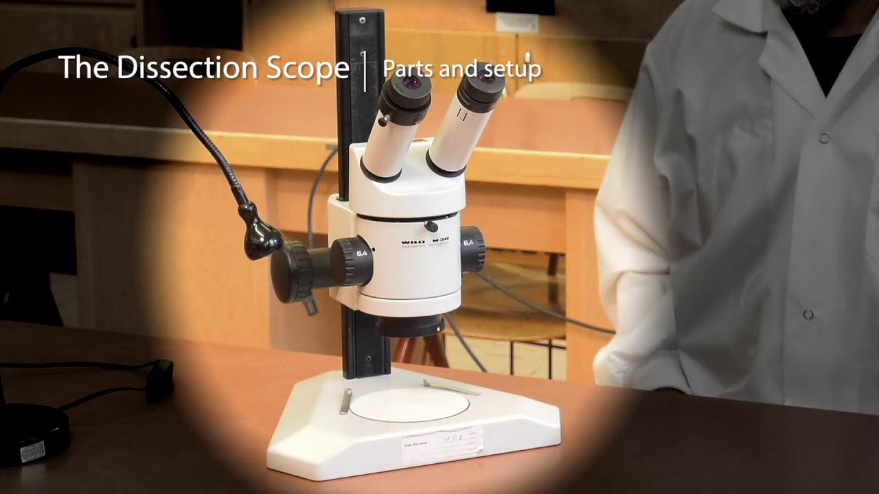 Dissecting Microscope Parts and Setup