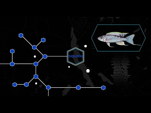 Dynamics of adaptive radiation in cichlids