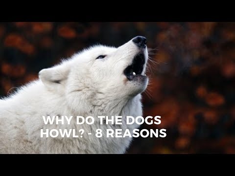 Why Do The Dogs Howl? - The 8 Main Reasons