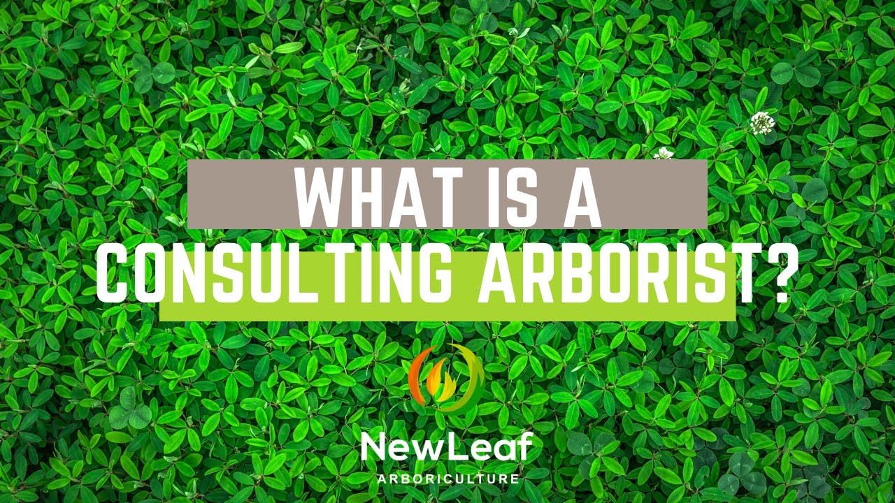 What's a Consulting Arborist? or AQF5 Arboricultural Consultant, explained by New Leaf