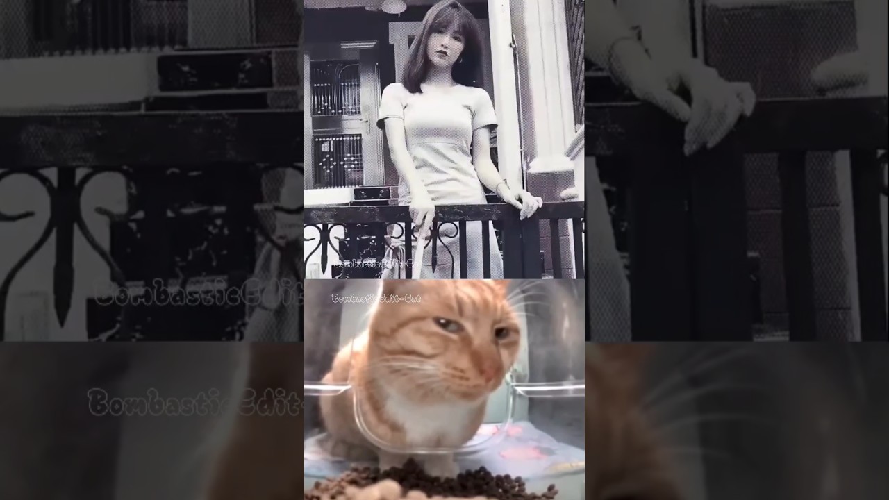 SIGMA CAT BOMBASTIC AURA MOMENTS 🗿💀 #shorts