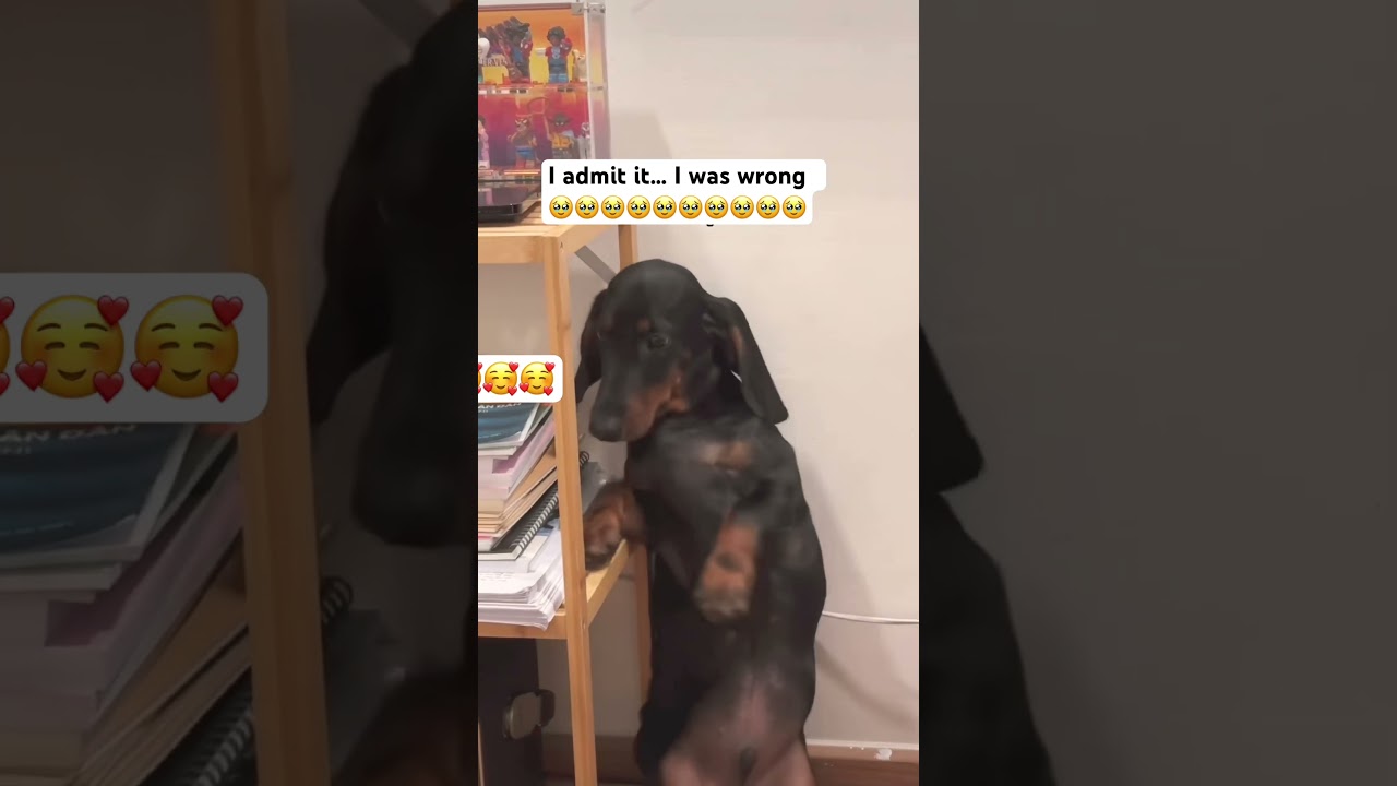 Don’t scroll 🥹 #scroll #funny #pets