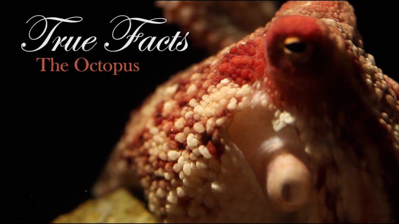 True Facts About The Octopus