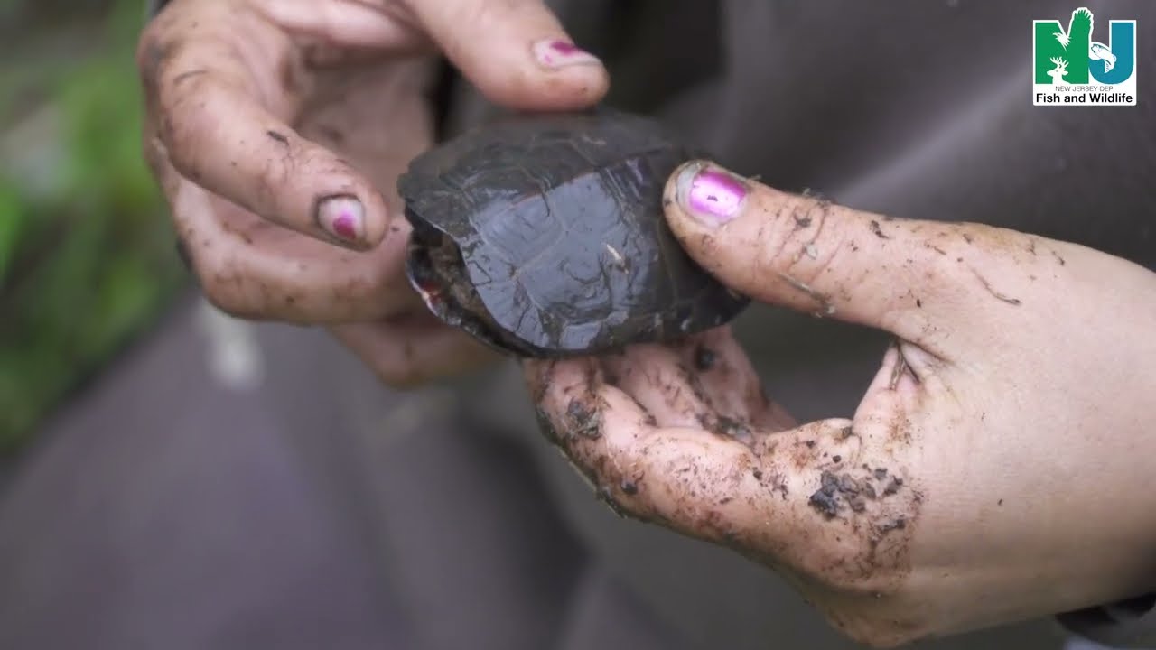 Bog Turtle Research #newjerseyfishandwildlife #turtle #conservation #wildlife