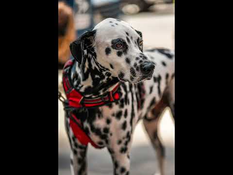 101 Dalmatian 🐶 #dalmatiandog #dalmatian #portrait #portraitphotography #polkadot #dogphotography