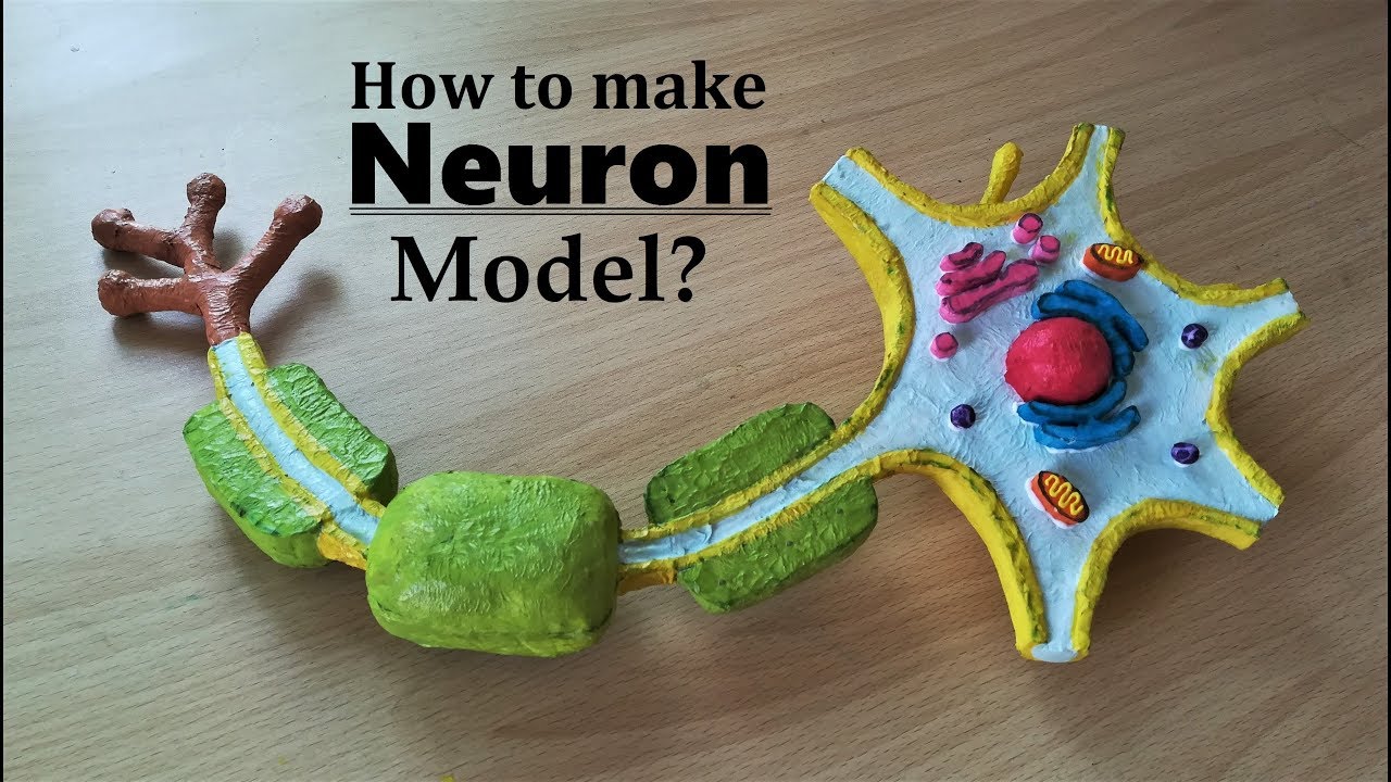 How to make Neuron 3d Model using Thermocol | Holiday Homework