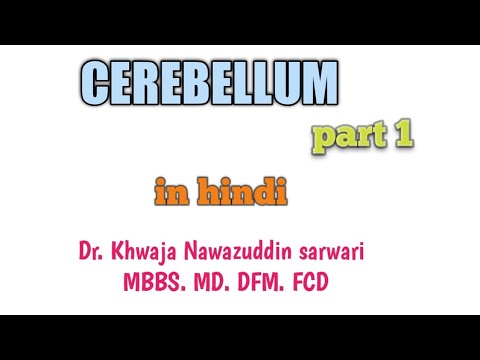Cerebellum| In Hindi |Anatomy | Physiology | MBBS |CNS| classification #cerebellum @Doctors Corner