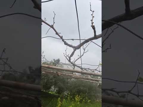 The grape vine continues to leaf out in the cold weather – In Search of ...