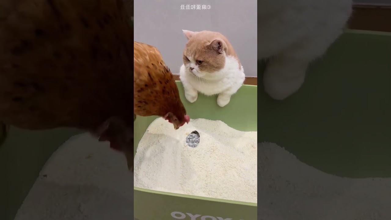 Cats Thought Their Owner Went Crazy 😂🐱 #cat #catshorts #catlife