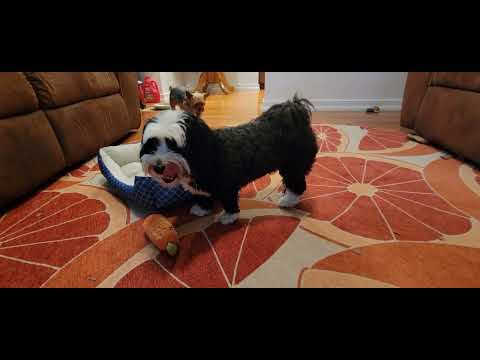 kismet tries a move