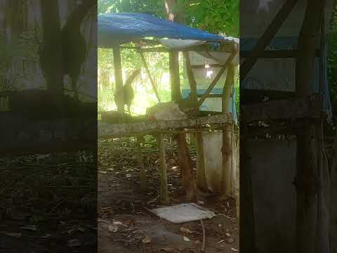 ang manok Kung nagsisimula palang mag itlog#viralvedios #shortvedios #trendingshorts