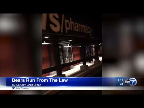 VIDEO: 3 bears run from the law at shopping mall