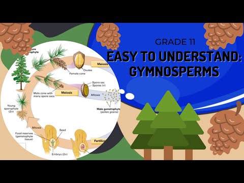 Gymnosperms