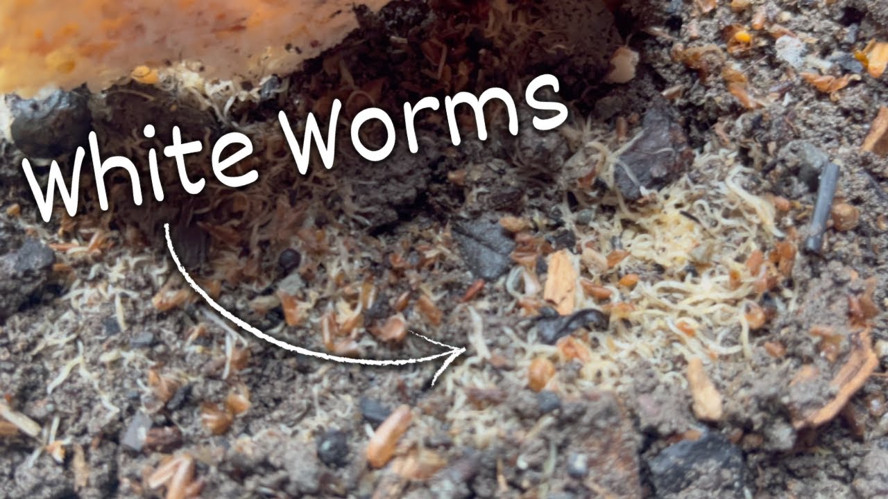 Never Buy White Worms Again!