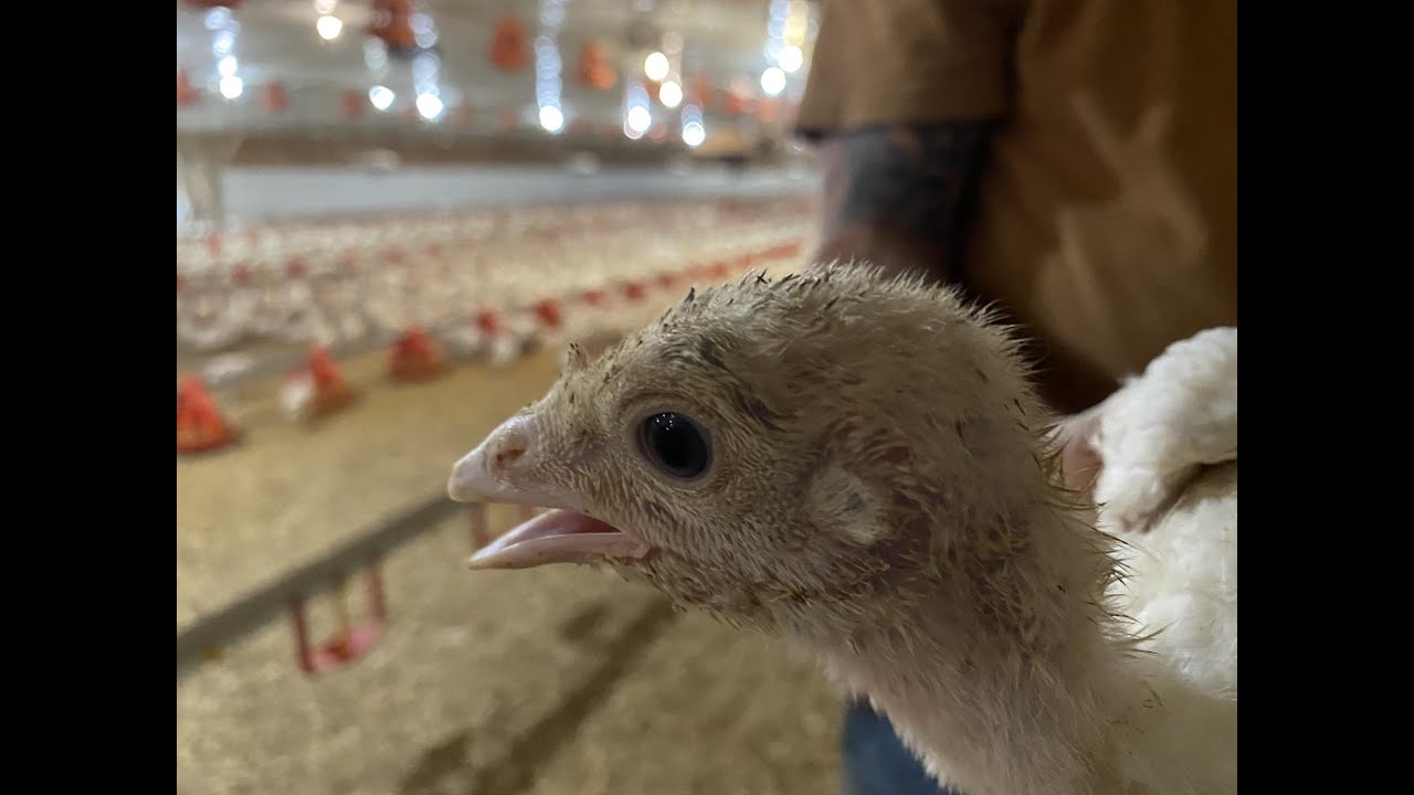 Virginia Poultry Production