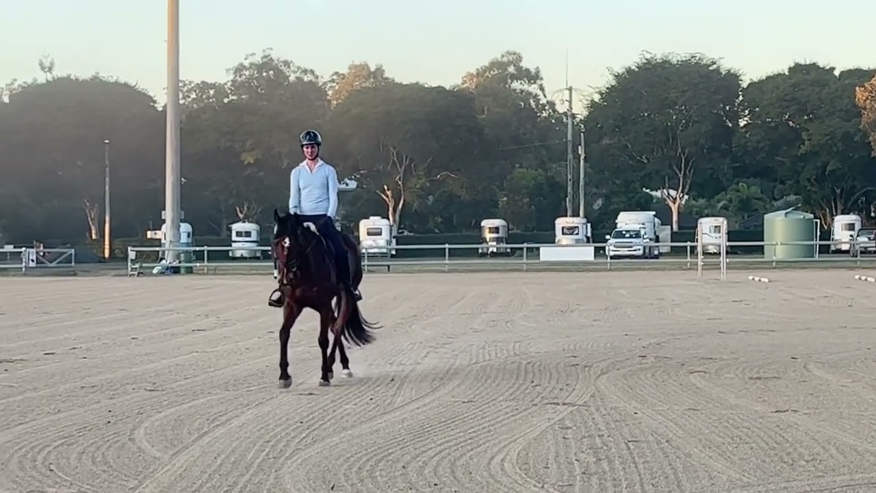 Timmy - flat work