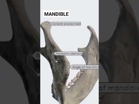 Mandible Bone @DrUmeAiman #anatomy_physiology #anatomy