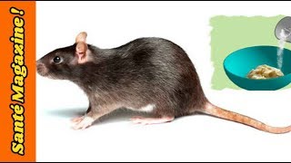 Envie de vous débarrasser des rats au jardin ? Invitez ces prédateurs