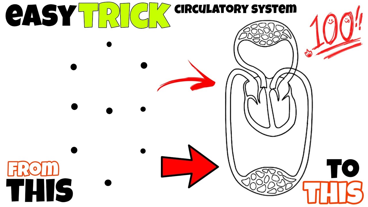 how to draw double circulatory system  in step by step instructions 💯