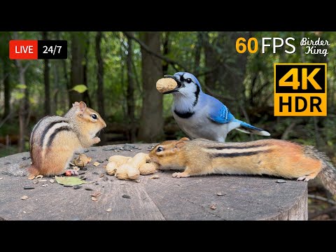 π΄ 24/7 LIVE: Cat TV for Cats to Watch πΊ Unpredictable Birds Chipmunks and Squirrels 4K Cat Games