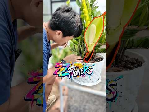 ผสมเกสรกวักมรกต zz Plant flower #asmr #zamioculcas #zzflower #ดอกกวักมรกต #กวักมรกตด่าง #zzplant