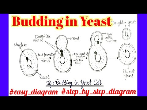 #easy_diagram | Budding in Yeast | How to Draw Diagram of Budding in yeast step by step |