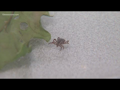 Preventing tick bites and lyme disease