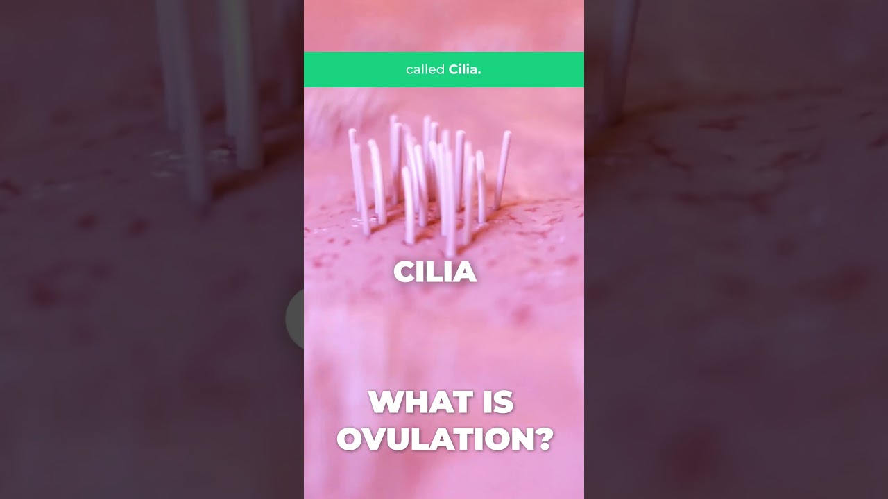 What does the term 'OVULATION' mean?