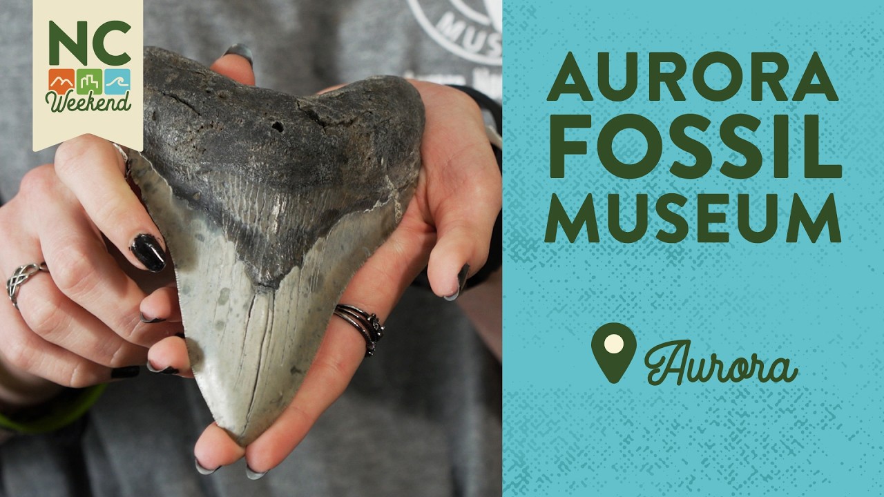 Aurora Fossil Museum - Aurora, NC | North Carolina Weekend