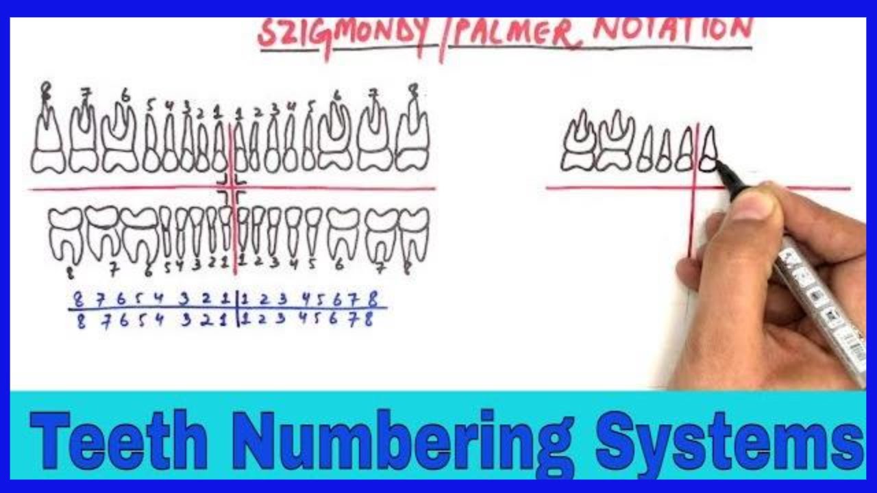 Tooth Numbering Systems / Dental Notations (Universal, Palmers and FDI tooth numbering systems)