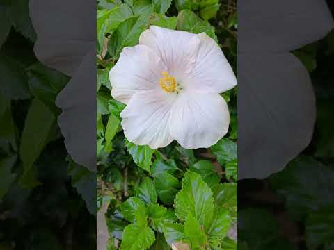 I love flowers ๐บ๐นโฅ๏ธโฅ๏ธ
