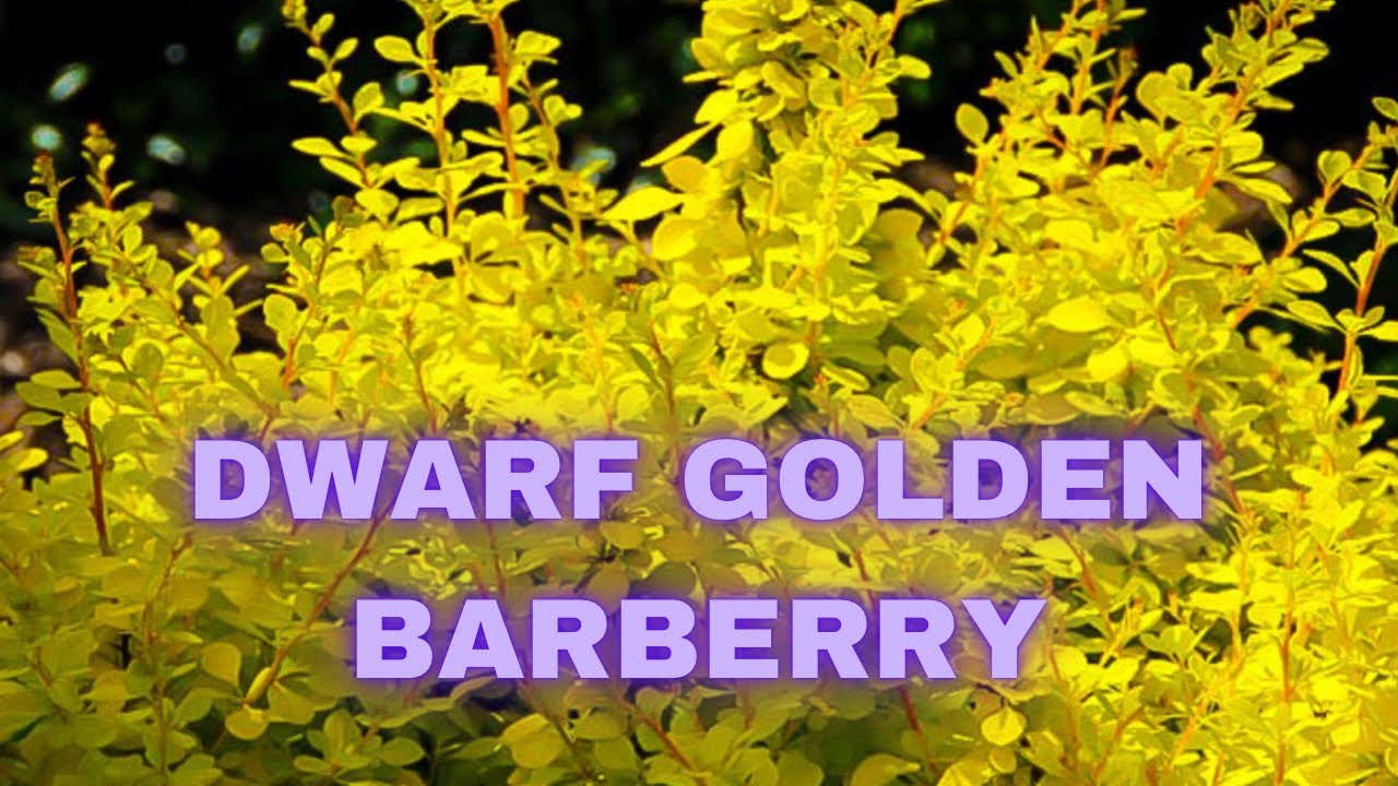 Dwarf Golden Japanese Barberry | Berberis thunbergii 'Aurea Nana'