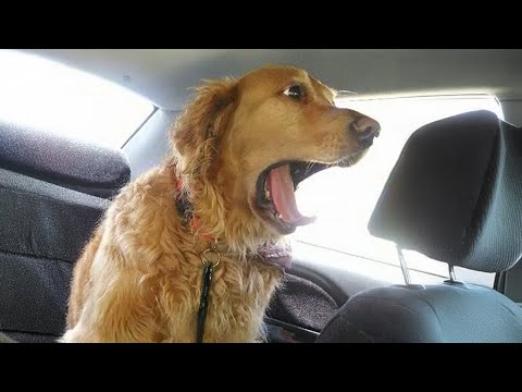 Over Dramatic Animals Who Deserve An Oscar π Funniest Animal Videos 2025