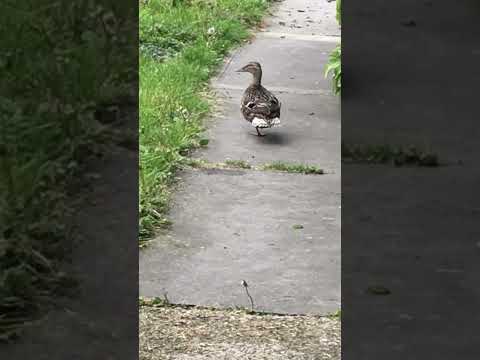 The female duck waiting for her partner !. May. 1. 2024. #nature #france #birds #wildlife #duck