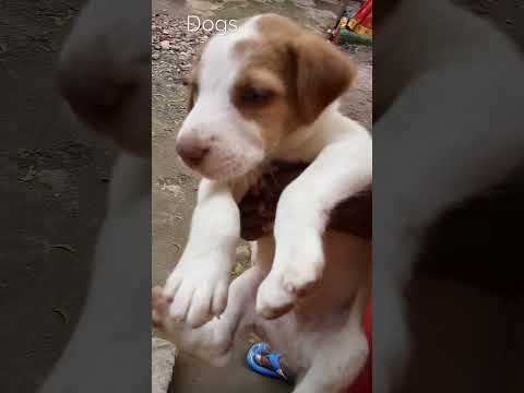 the black and white dog name is Rose, The White and Brown puppy name is Kurt's very cute puppies.