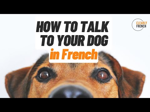 How to talk to your dog in French (and facts about dogs in France)