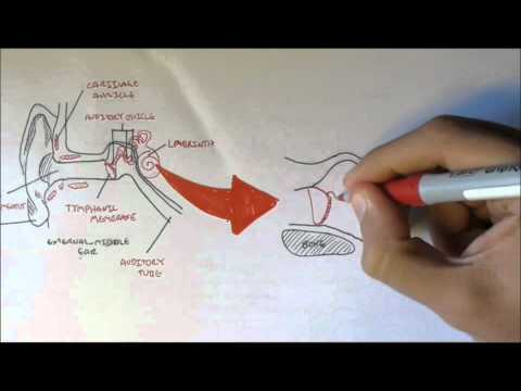 Ear Anatomy