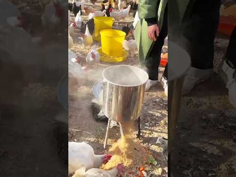 Vegetable chopper #vegetable chopper #grass chopper #poultry farming #chickenDuck #viralshorts