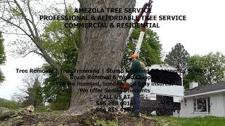 3 Best Tree Services in Detroit, MI - ThreeBestRated