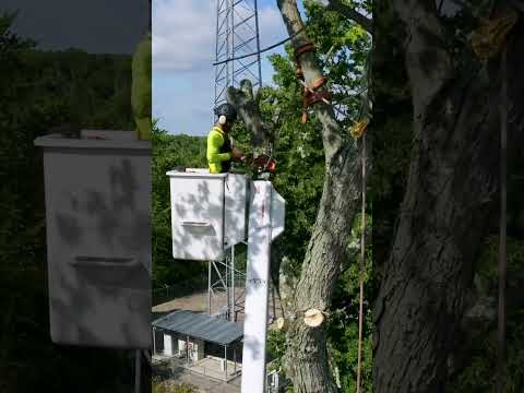 Smooth operating and tree rigging by ISA certified arborist Mac #arborist #treework #shorts
