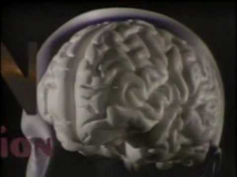 Aggression, Violence, and the Brain