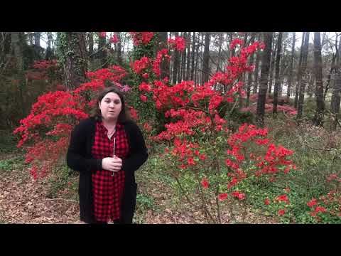 Azalea Update | March 12, 2020