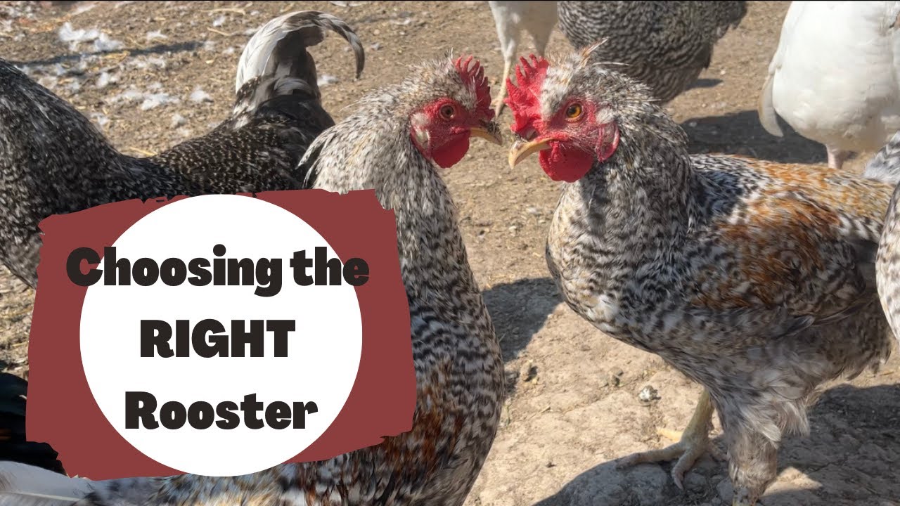FARM UPDATE | How to Choose a Rooster