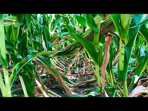 How does crop insurance work?
