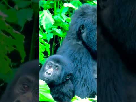 WILD ANIMALS in Africa #ecosystemstudies #gorilla