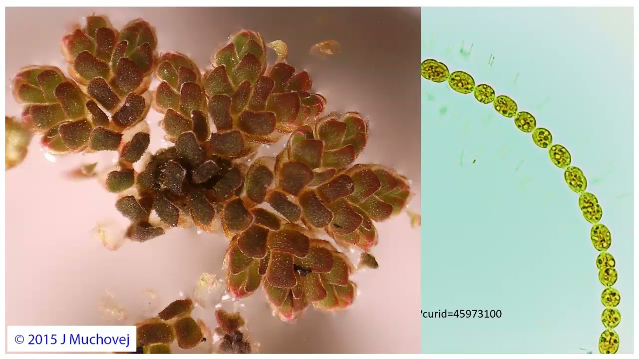 Algae - environmental aspects